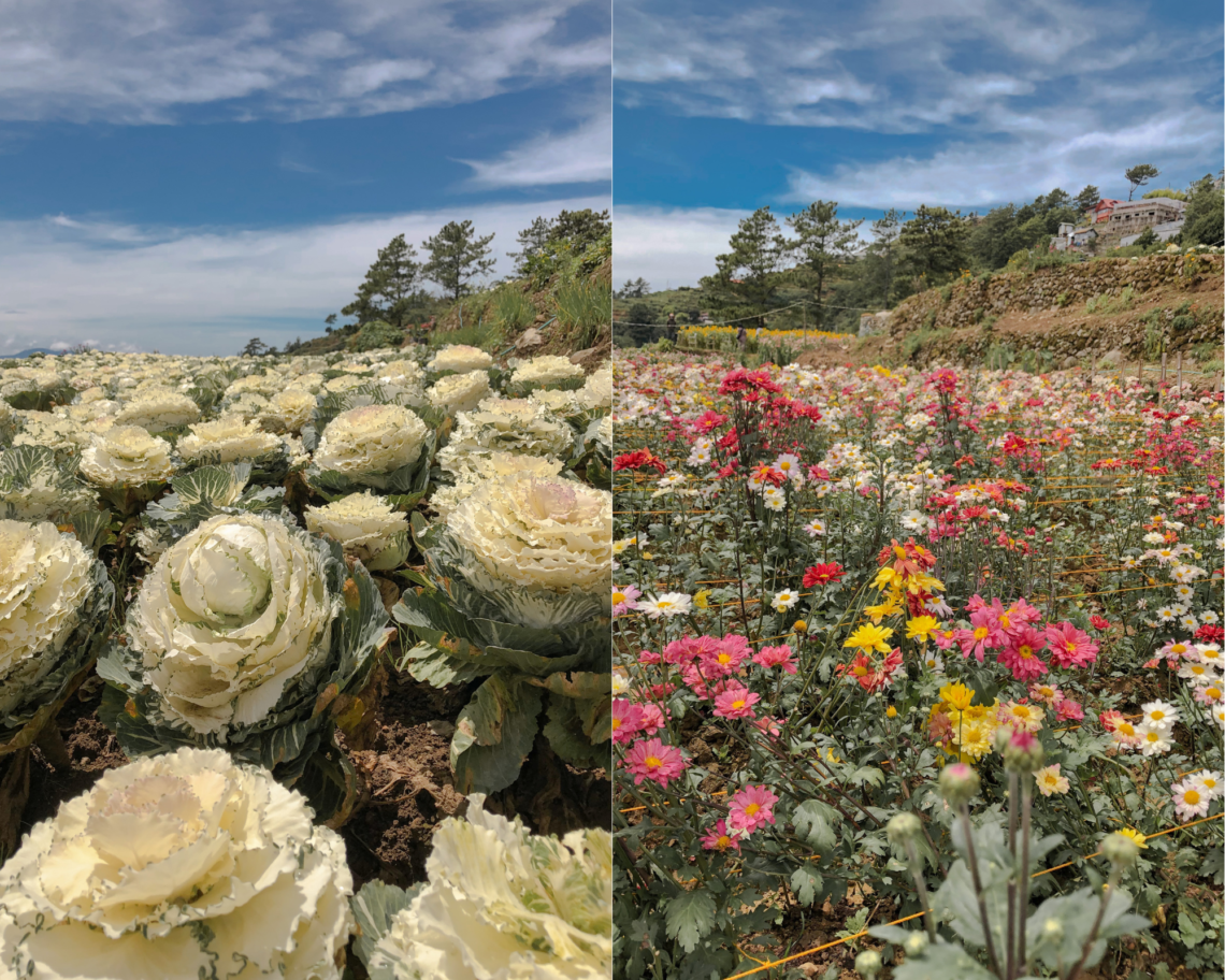 Travel Guide to Exploring Northern Blossom Flower Farm in Atok - GHIA CHAN